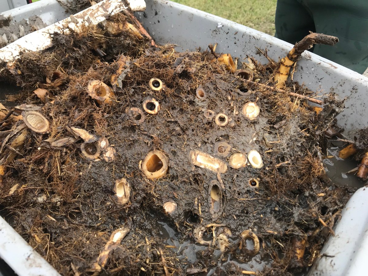 Phragmites Australis Roots