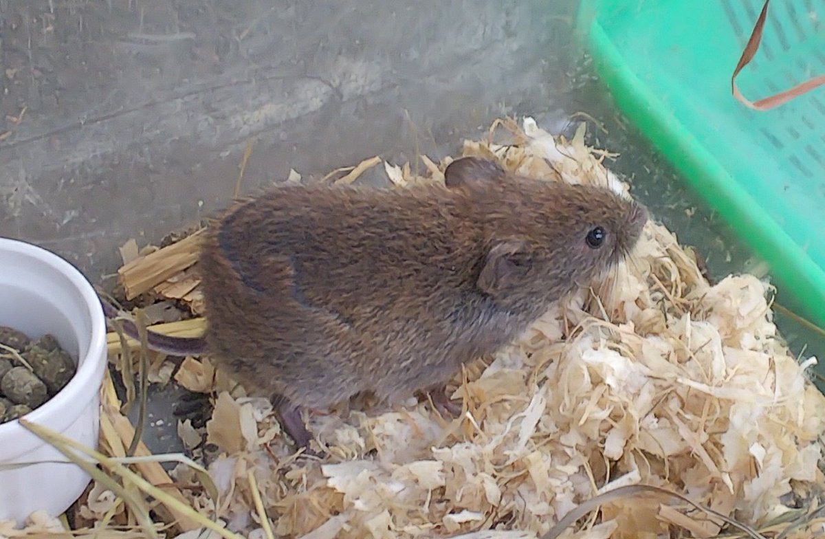 Кэро (けろ) (@teppachi_cat) | Twitter