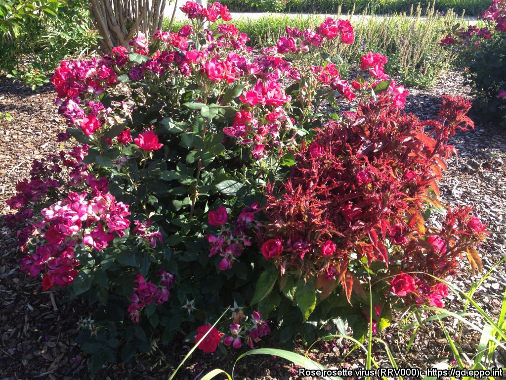 EPPO OEPP on Twitter: "EPPO Global Database (https://t.co/emsObbRSKI) contains more than 7000 ...