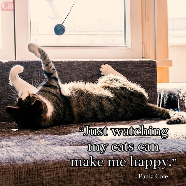 Its Friday Quotes Cat