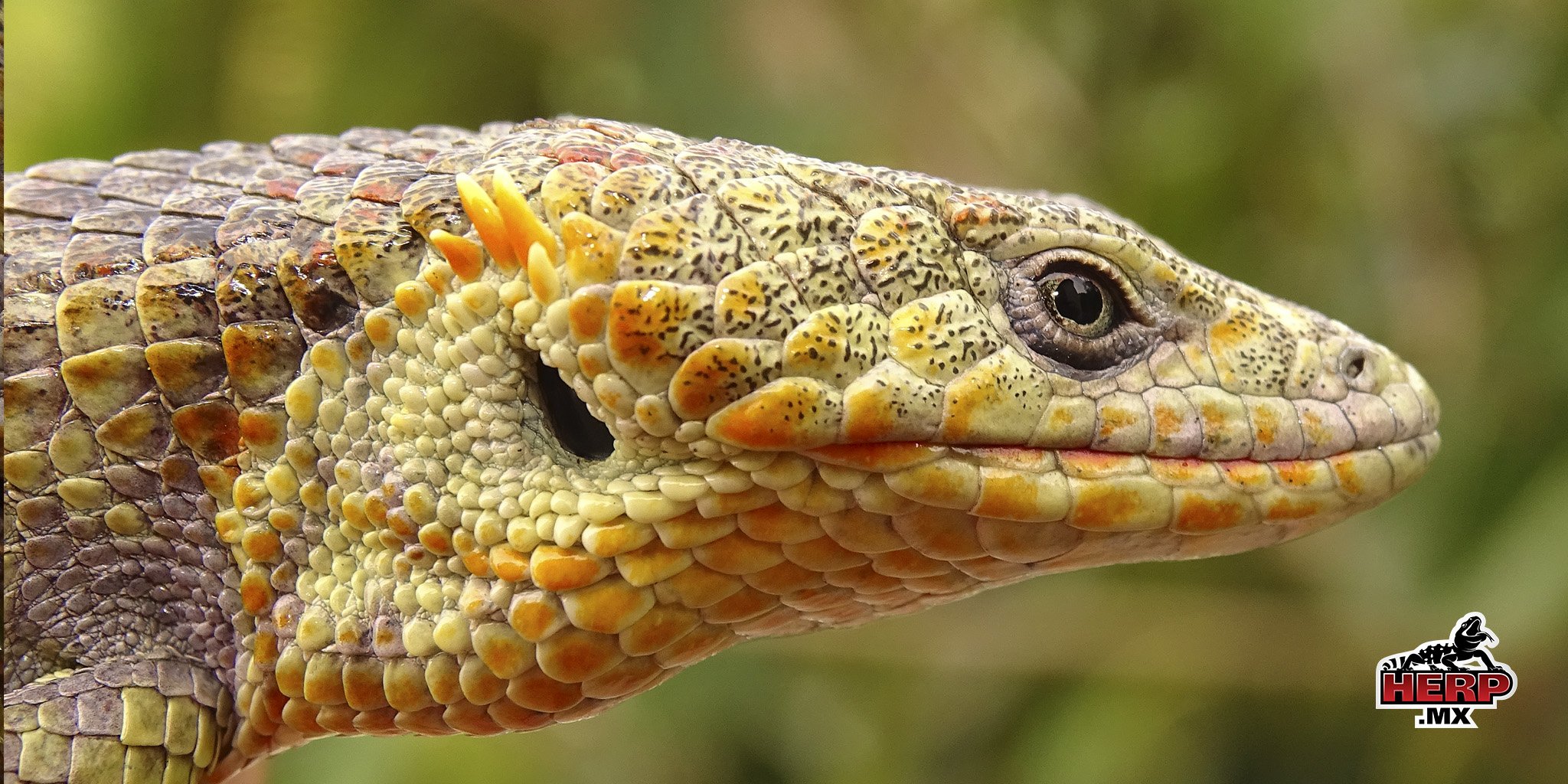10 Interesting Species Of The Stunning Arboreal Alligator Lizards ...