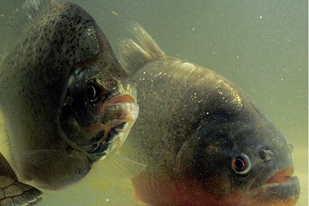 Flesh Eating Fish Piranha