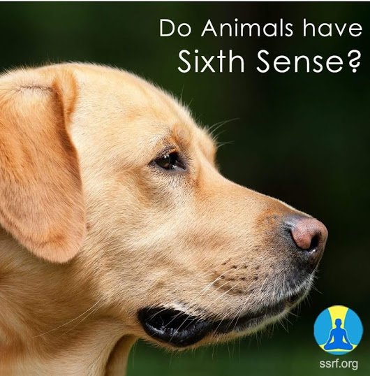 Do Dogs Have Sixth Sense