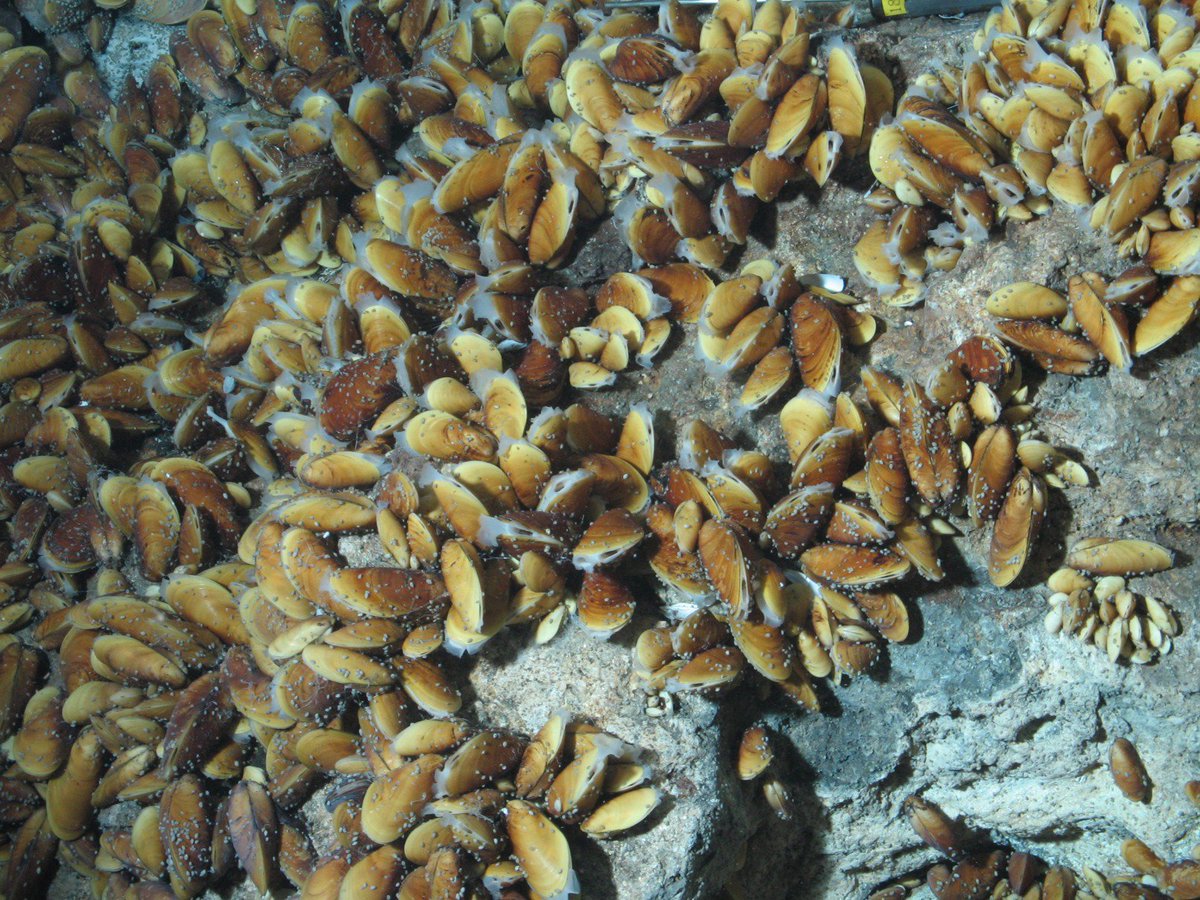 Hydrothermal Vent Mussels