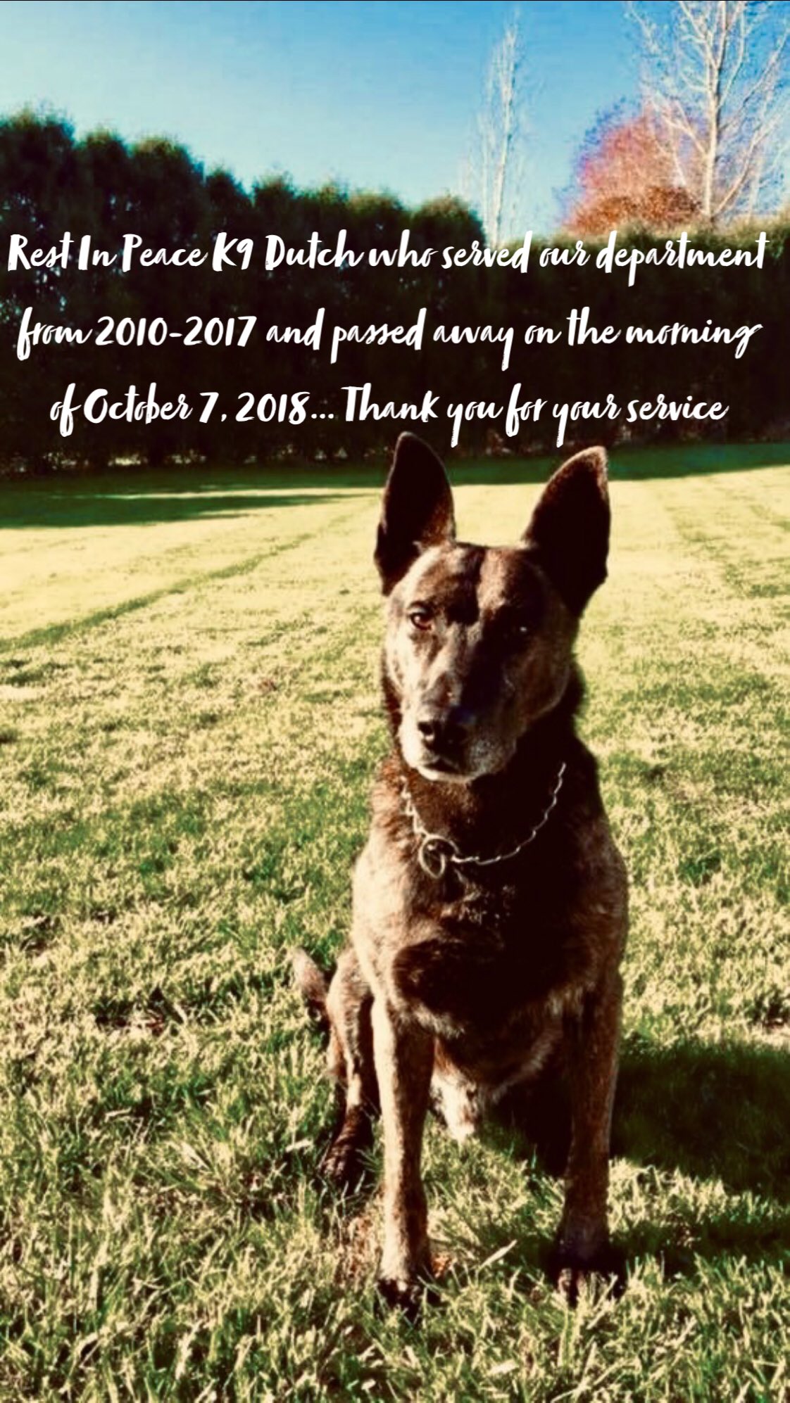 Rest In Peace Dog Quotes