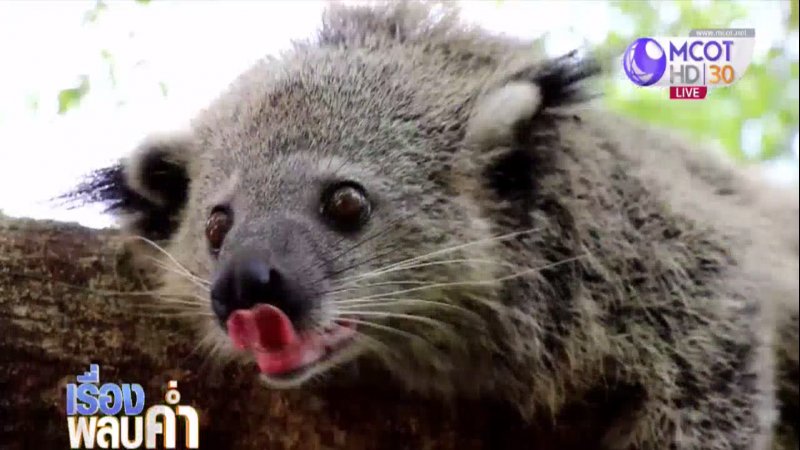 Pao Akarin (@akarin_) | Twitter