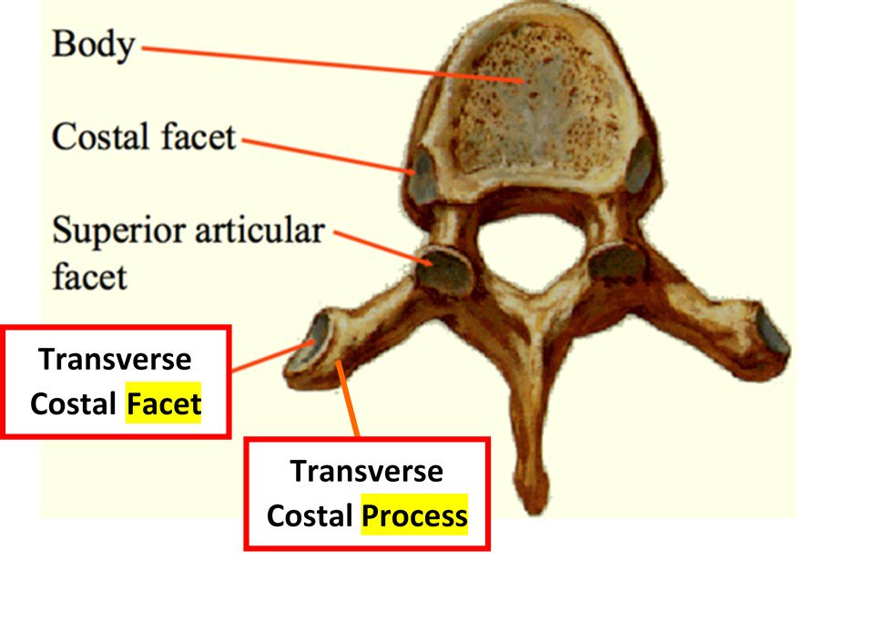 Thoracic Vertebrae Costal Facet