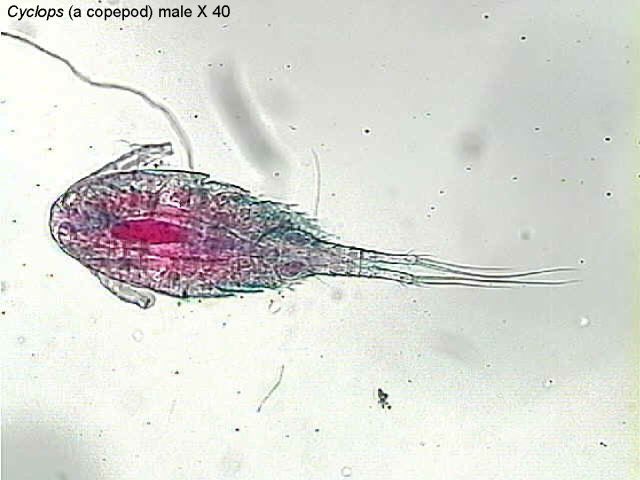 ملخص Parasitology - Twitter thread from غيداء طلال بصفر🇸🇦 @ghayda ...