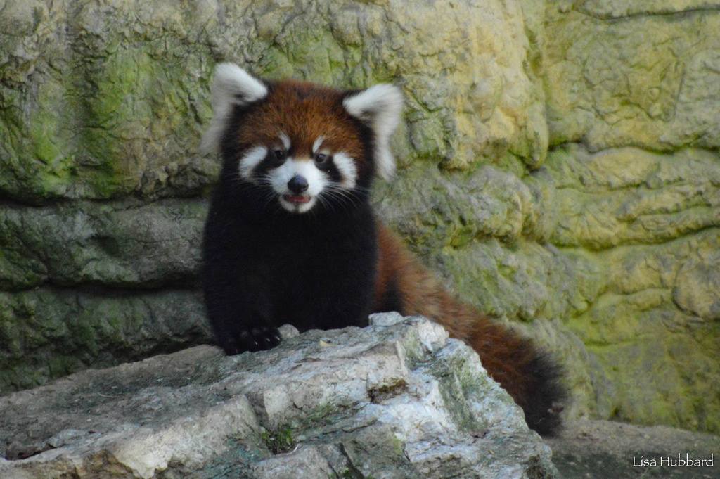 Red Panda Cute Overload
