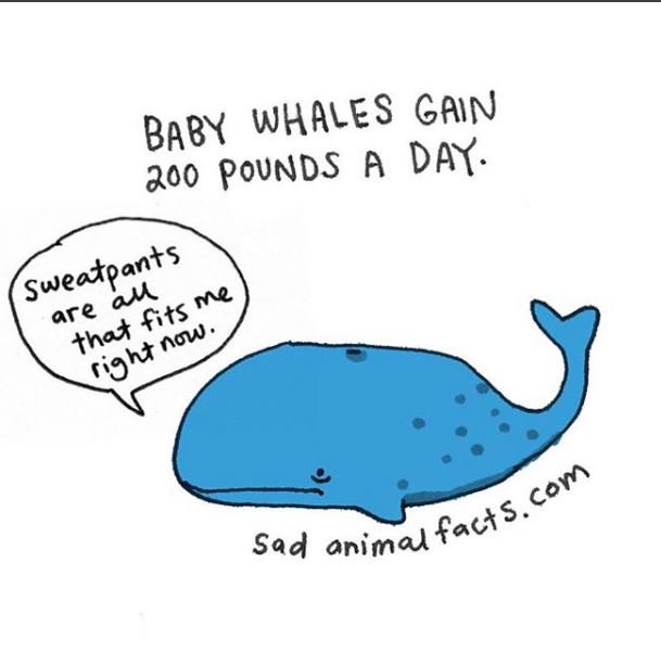 Sad Baby Whale Cartoon