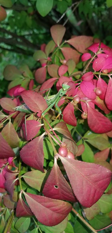 Lori Beckwith (@lorluvpink) | Twitter