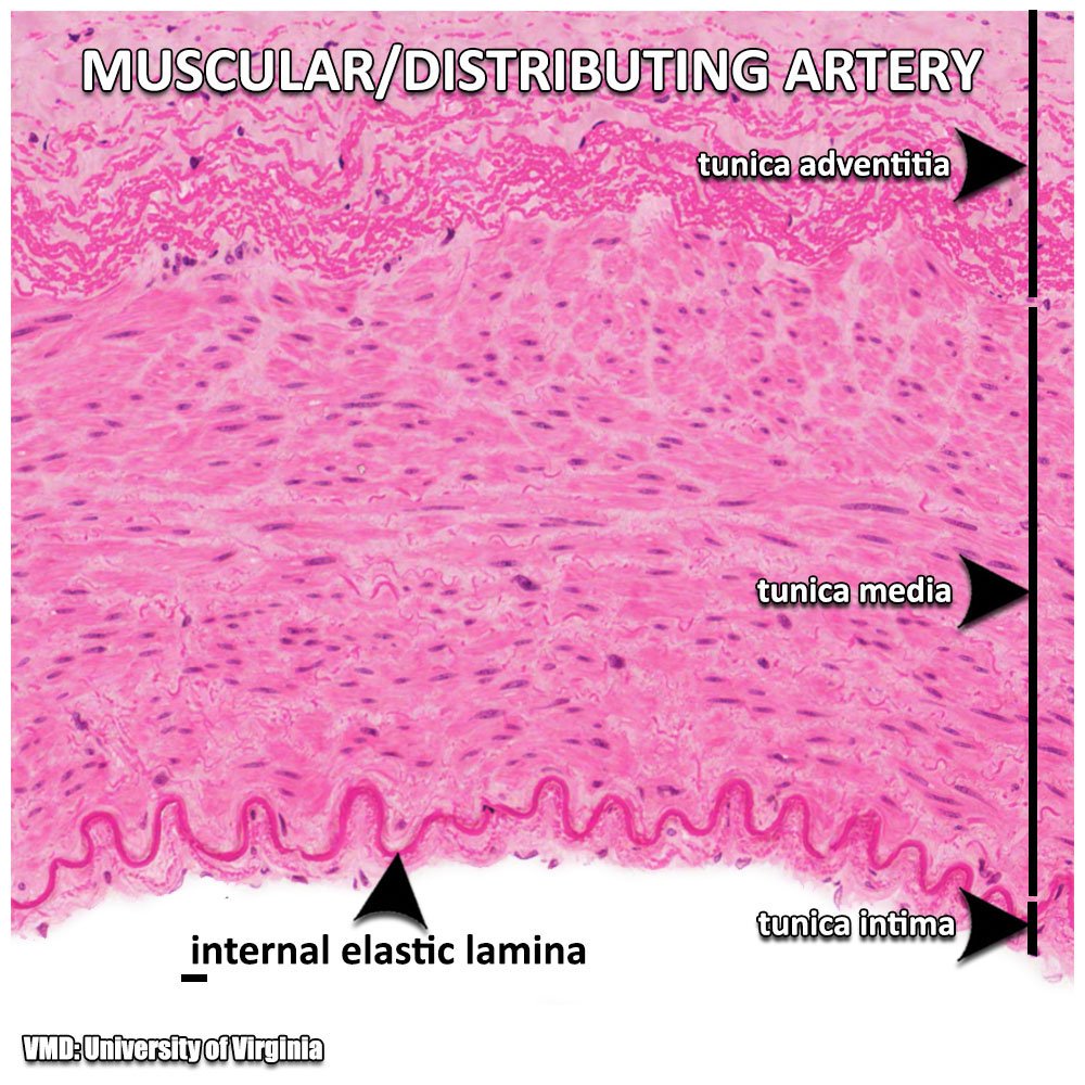 Distributing Arteries