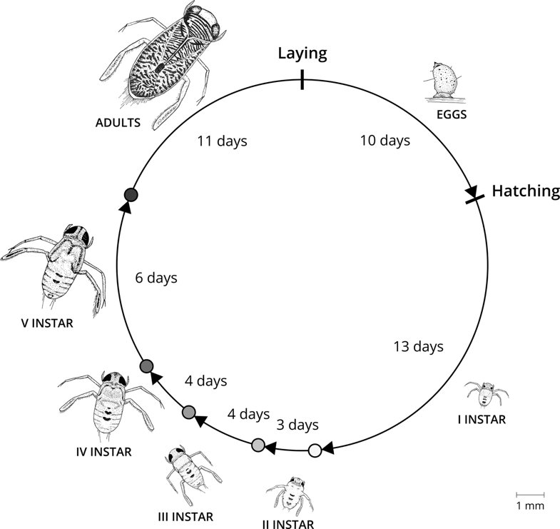 Backswimmer Life Cycle