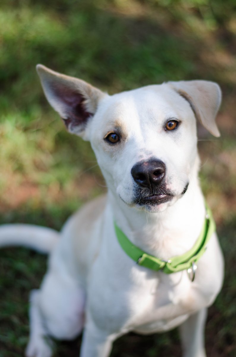 Why Does My Dog Have One Ear Up And One Ear Down