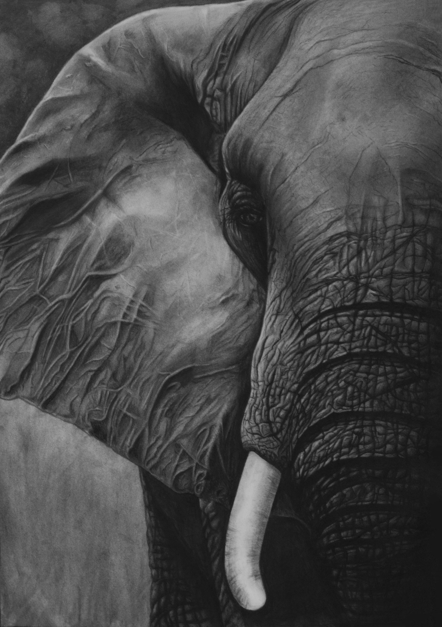 Charcoal Drawings Of Elephants