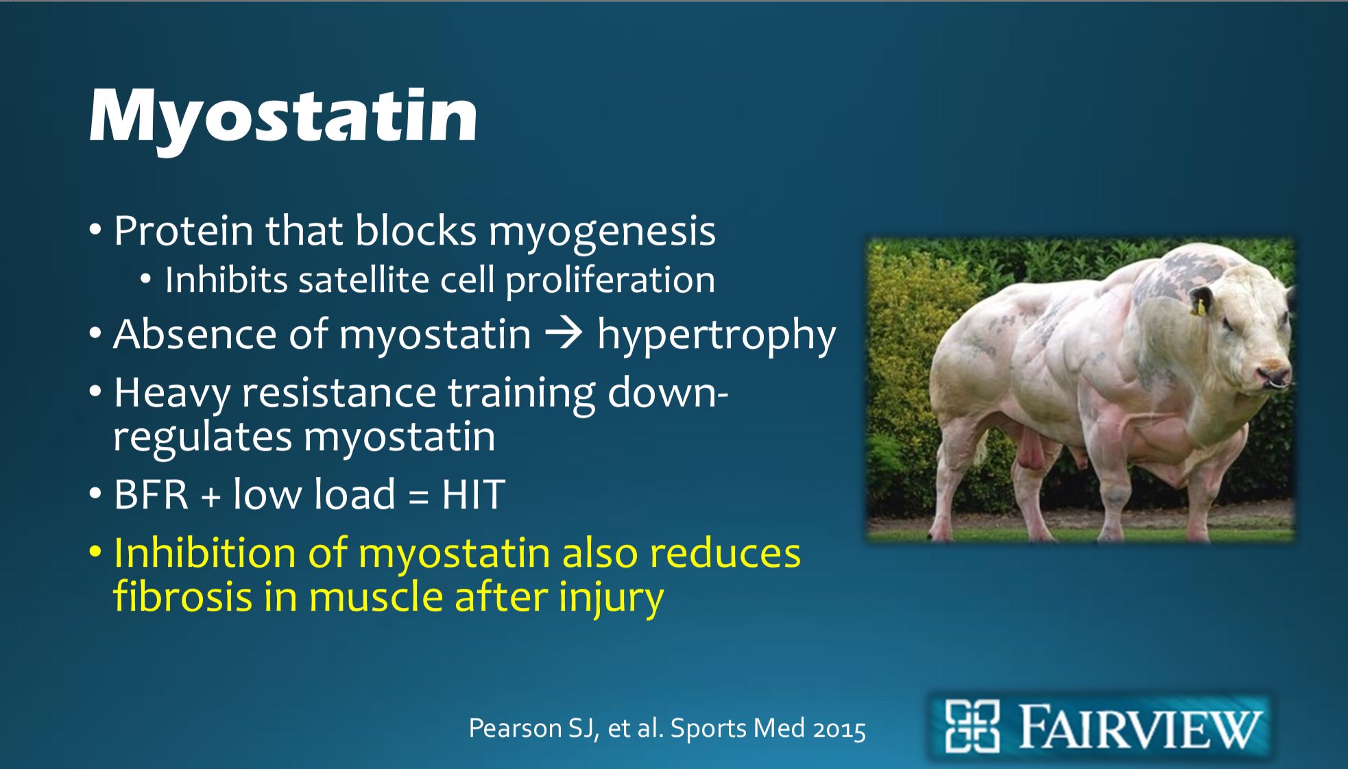 Myostatin Cow