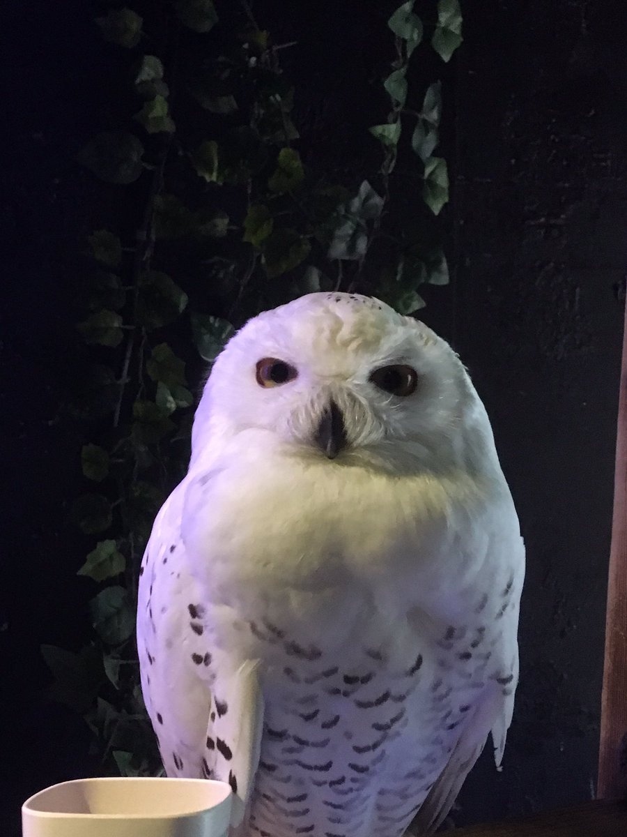 ããã风ð¯ðµ Plzkepslim Twitter