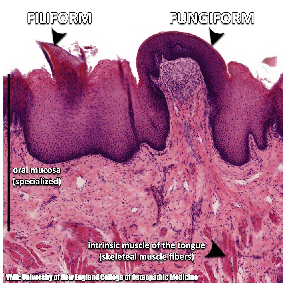 Foliate Papillae Histology