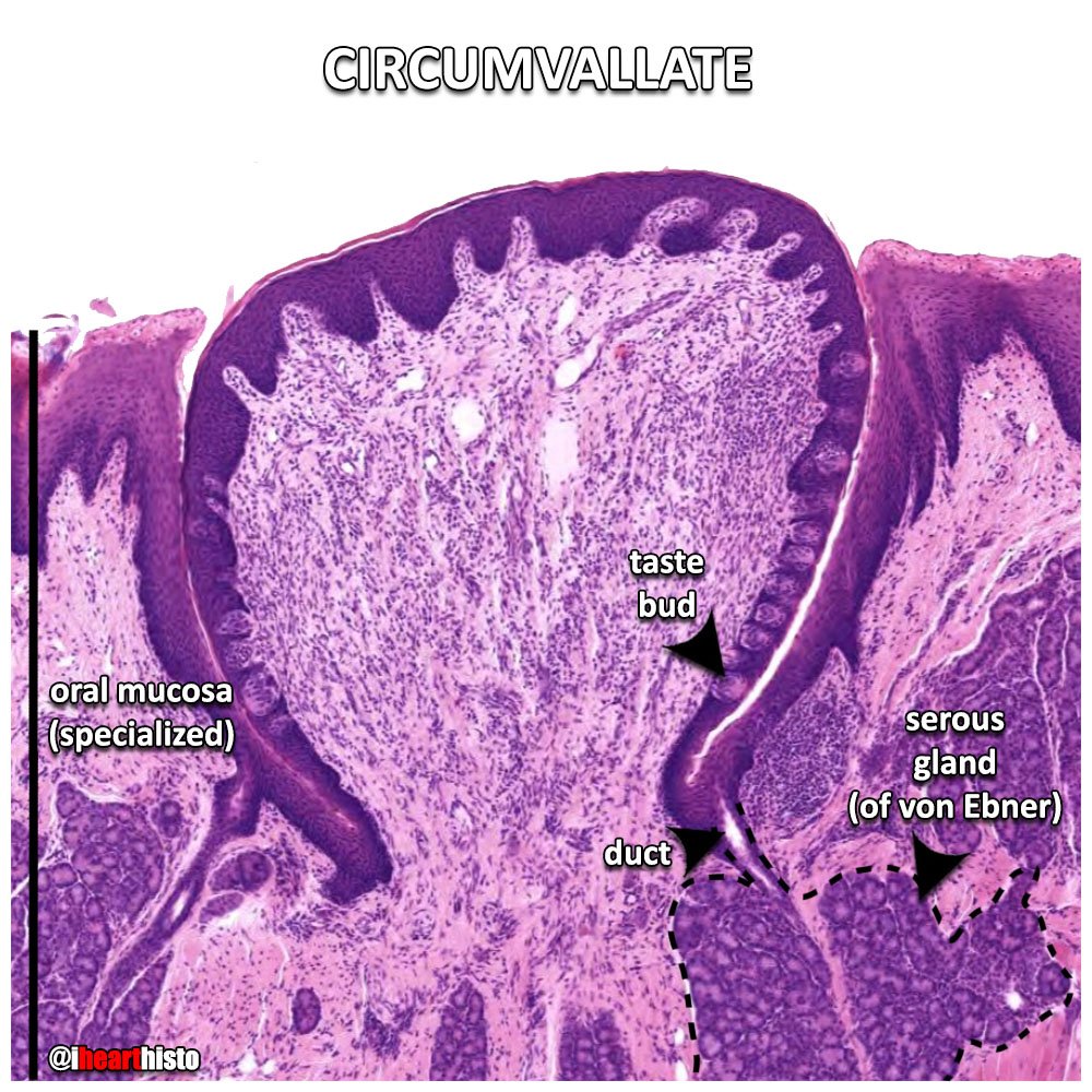 Fungiform Papillae Histology Full Article: Comparative Studies On The