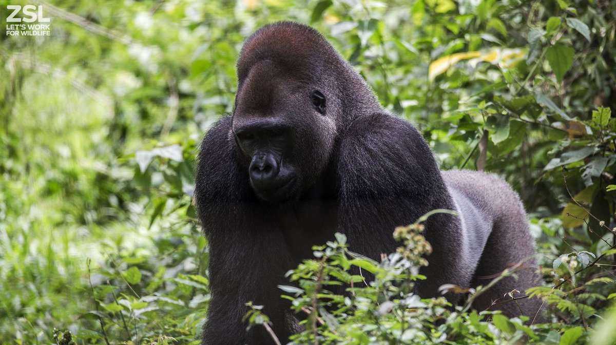 Tek Raj Bhatt (@tekraj_bhatt) | Twitter