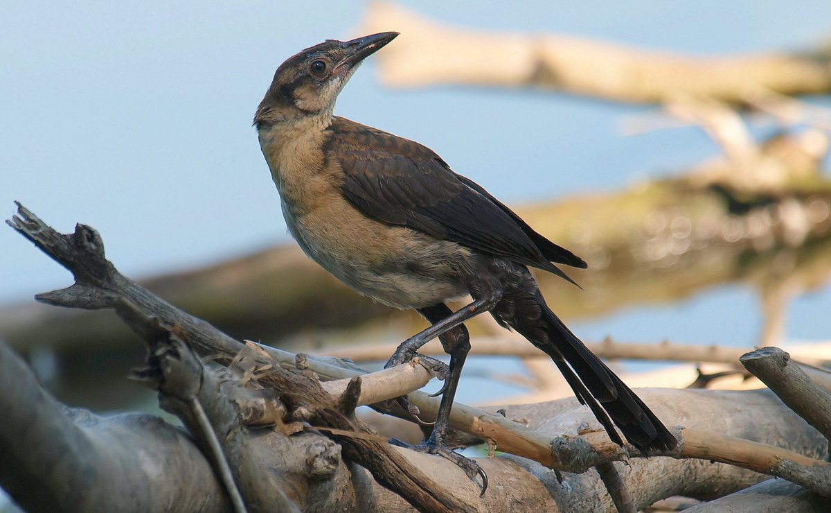 Baby Common Grackle