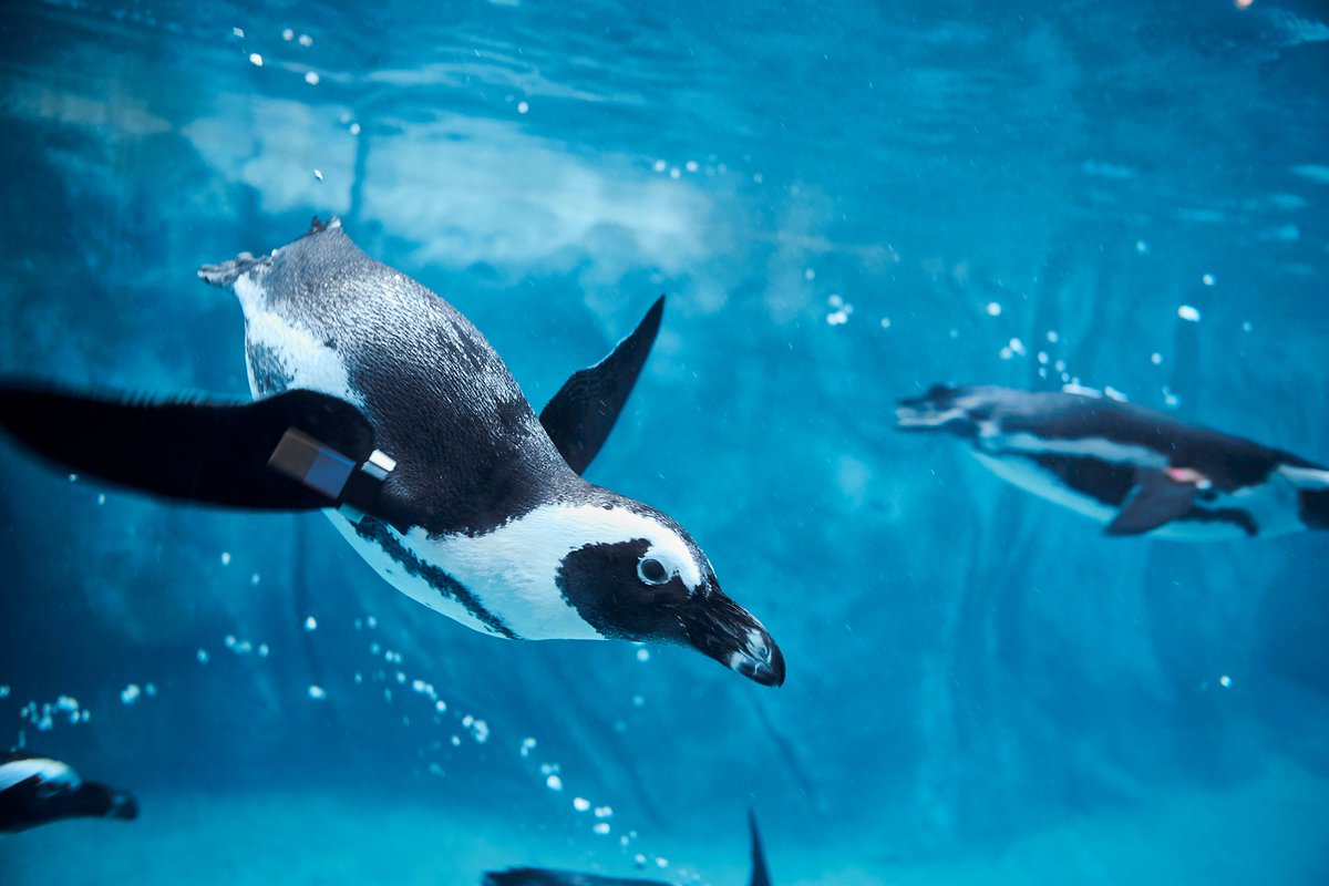 African Penguin Swimming