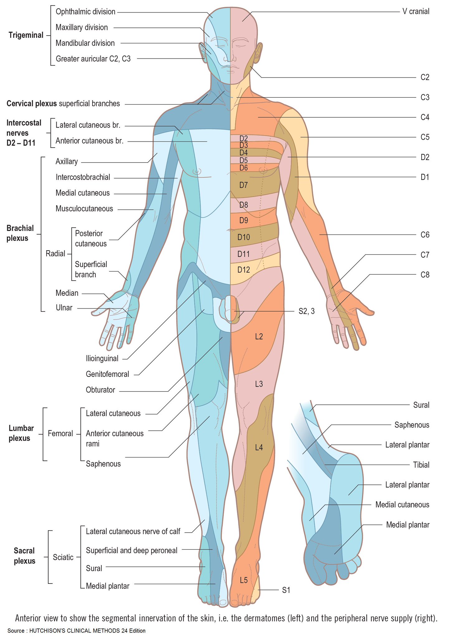 Musculocutaneous Nerve Dermatome