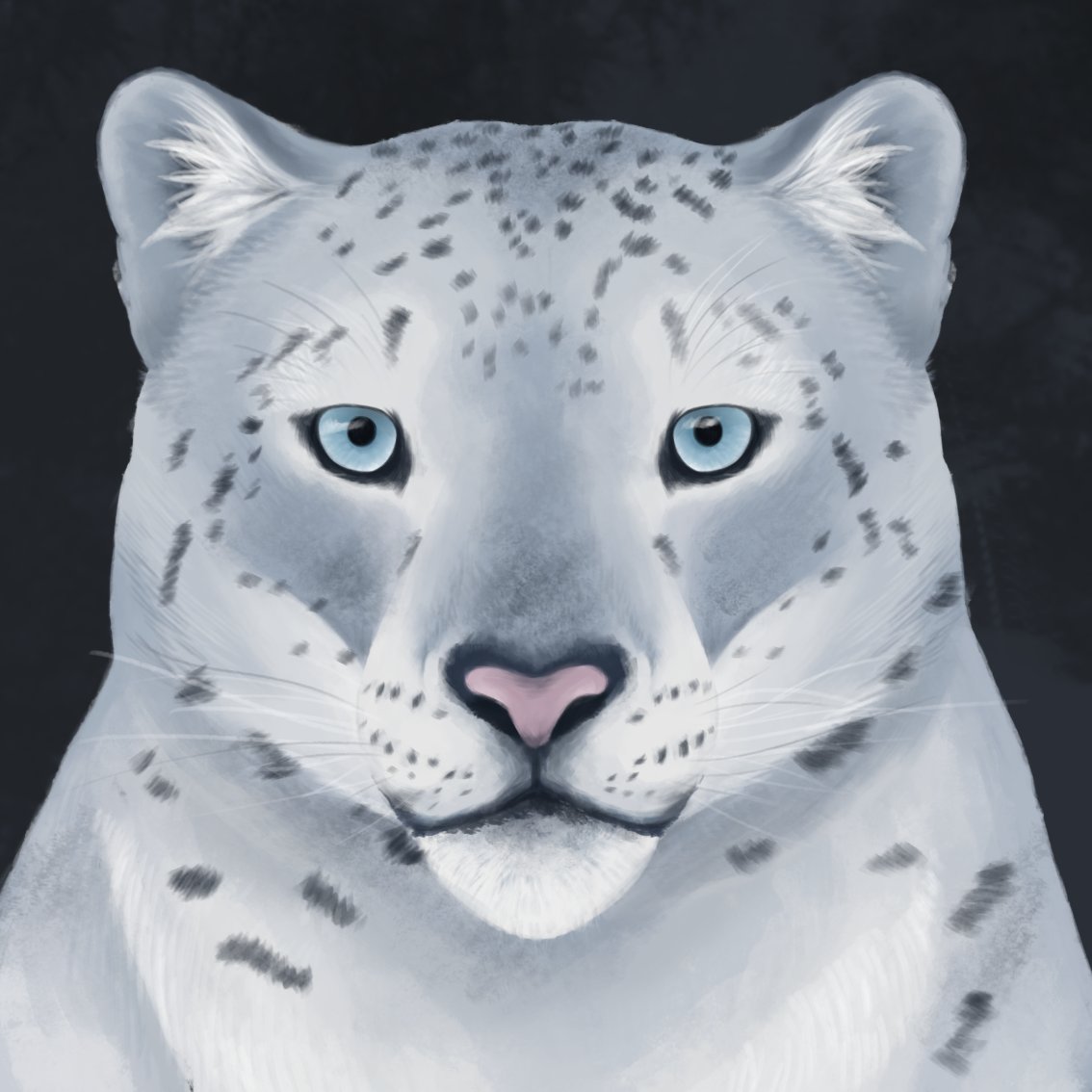 Snow Leopard Blue Eyes Drawing