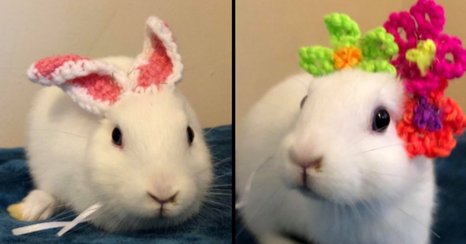 Animals Without Ears