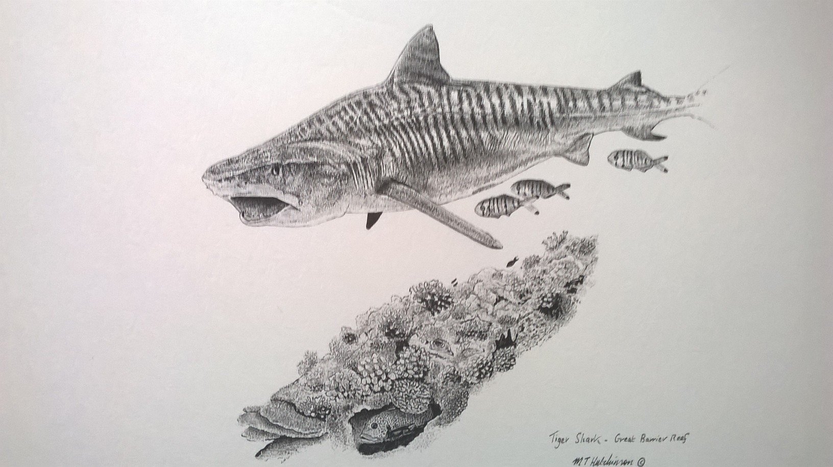 How To Draw A Tiger Shark Easy