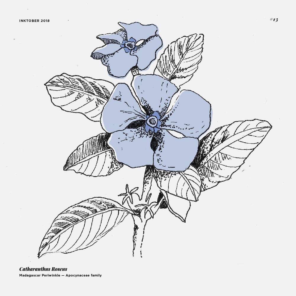 Periwinkle Plant Drawing