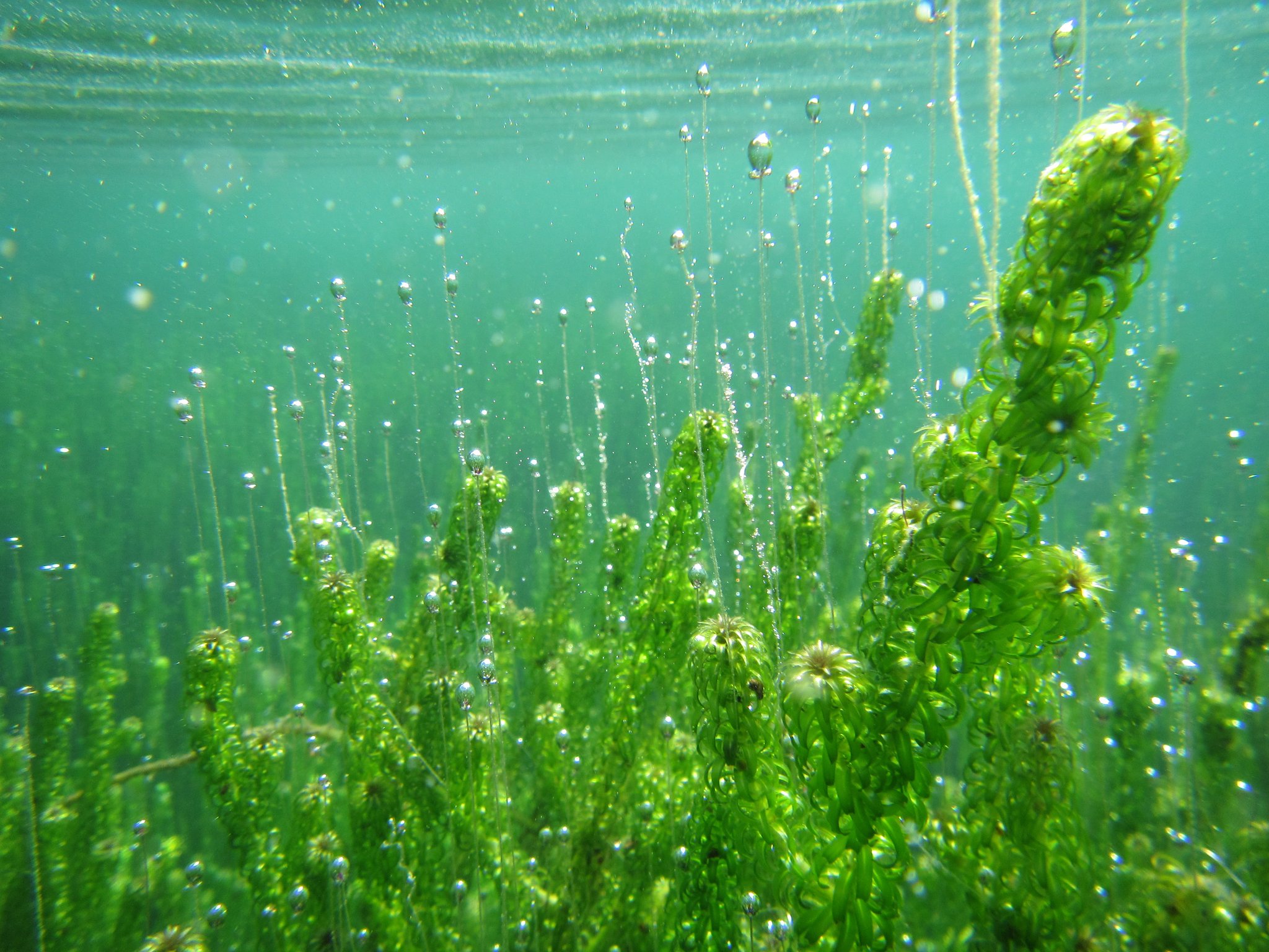 Underwater Photosynthesis