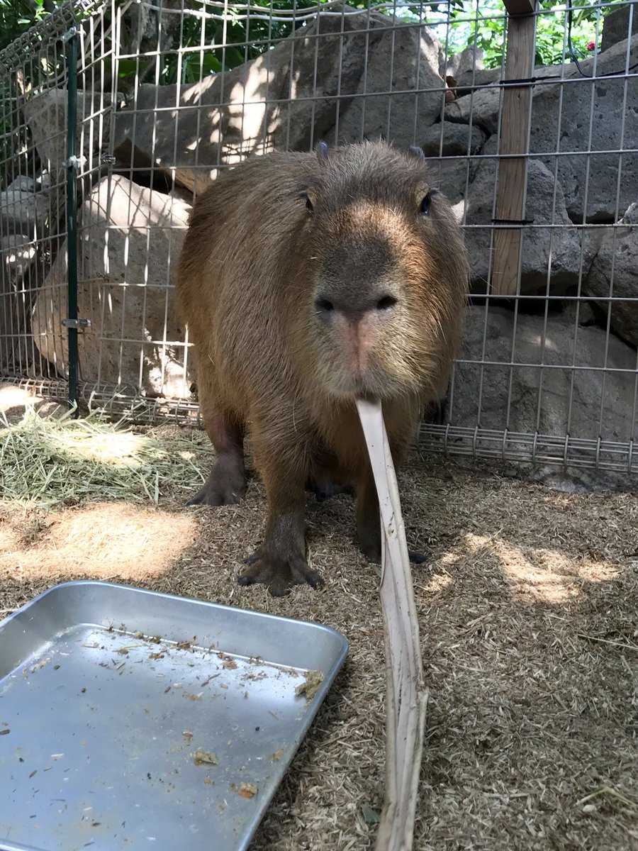 まみもこ (@mami_moco) | Twitter