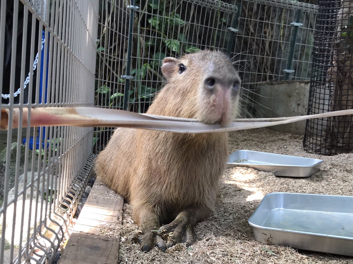 まみもこ (@mami_moco) | Twitter