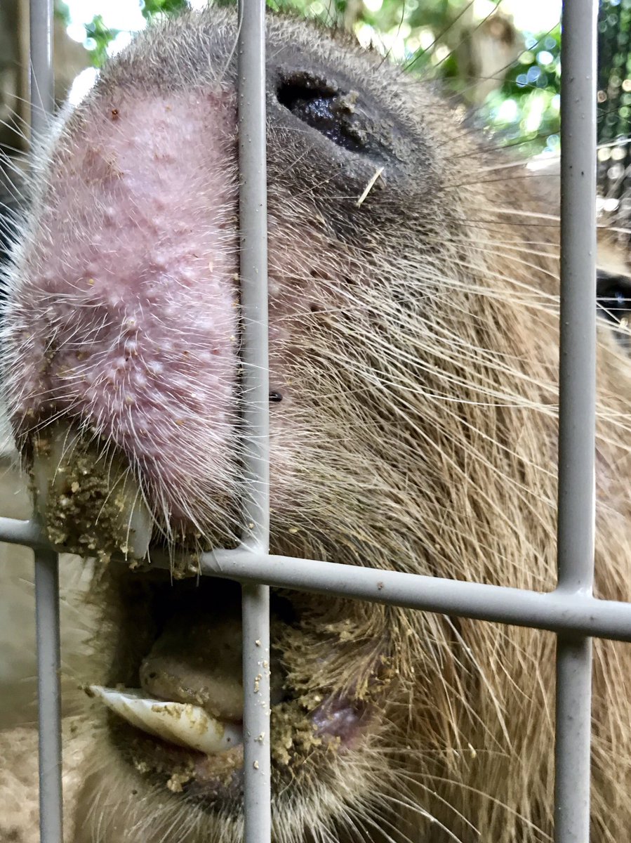 まみもこ (@mami_moco) | Twitter