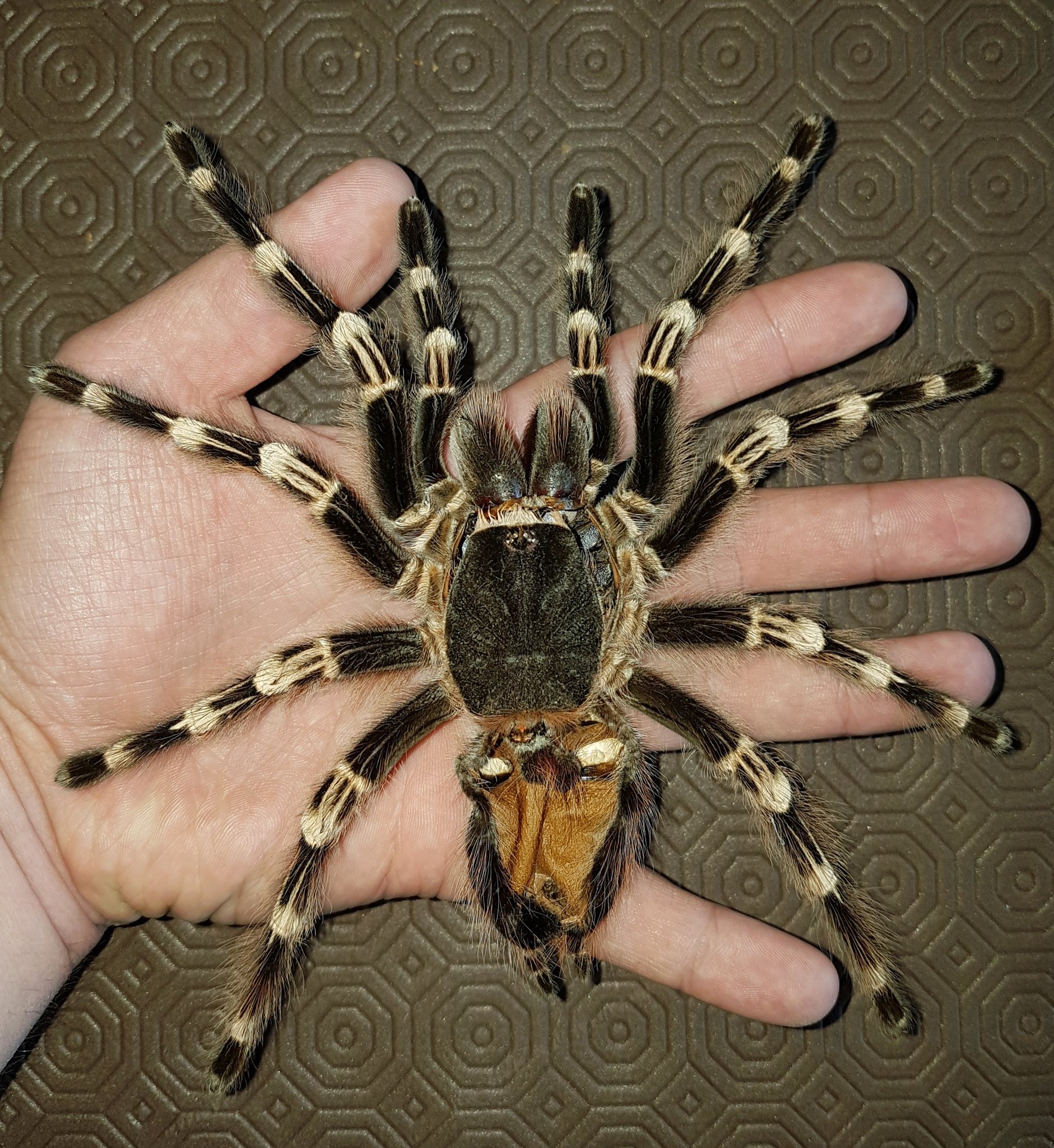 Jason Longden On X: Molt (old Exoskeleton) From My, 47% OFF