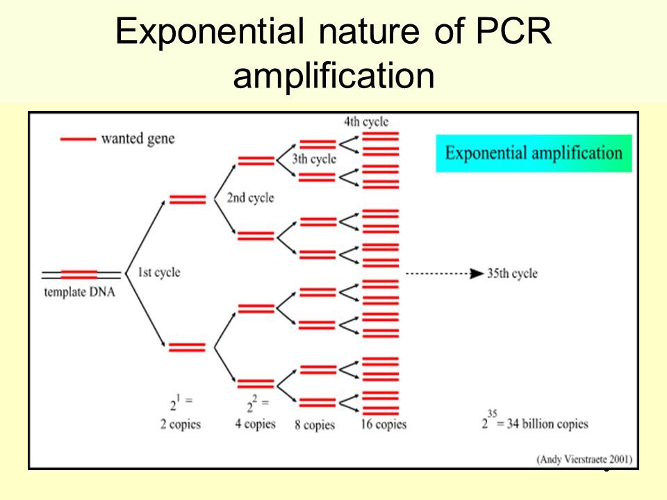 Pcr Exponential Amplification
