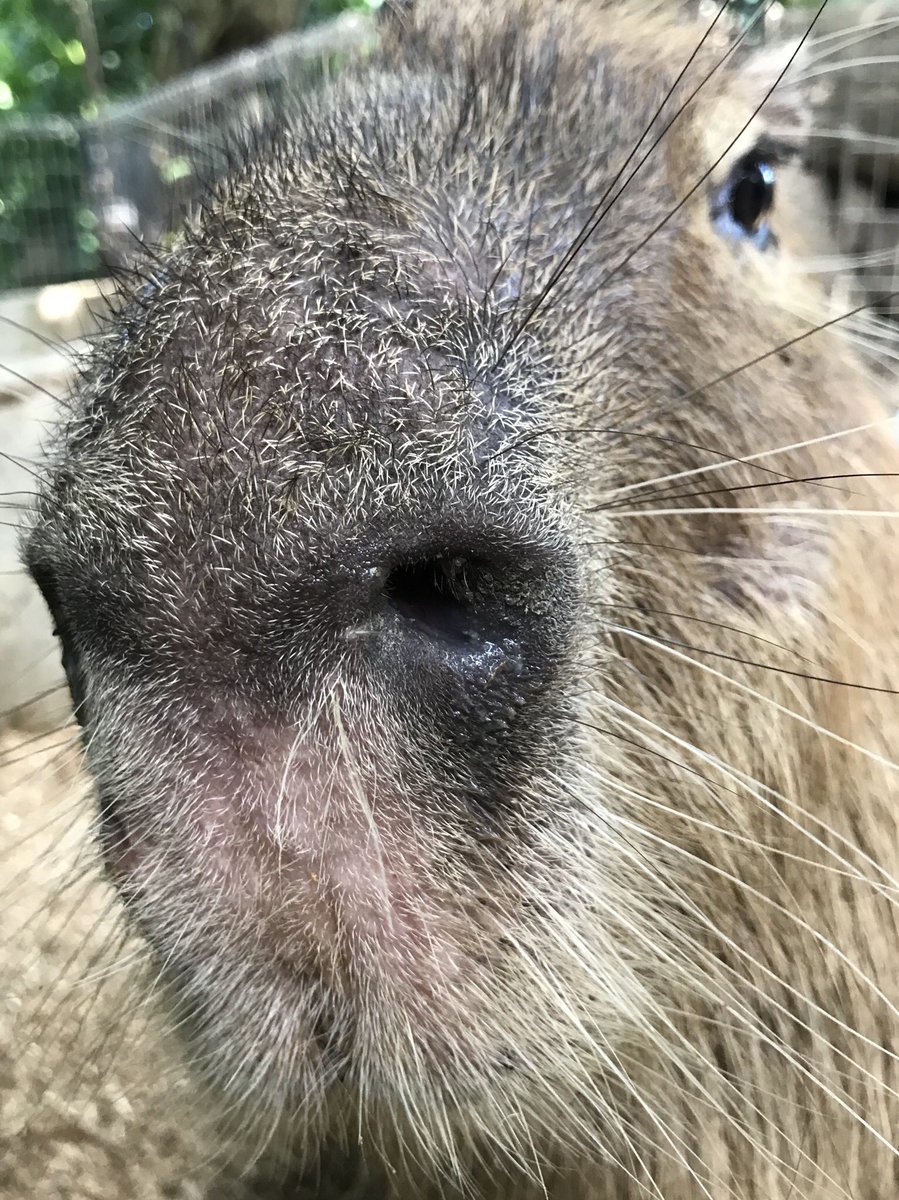 まみもこ (@mami_moco) | Twitter