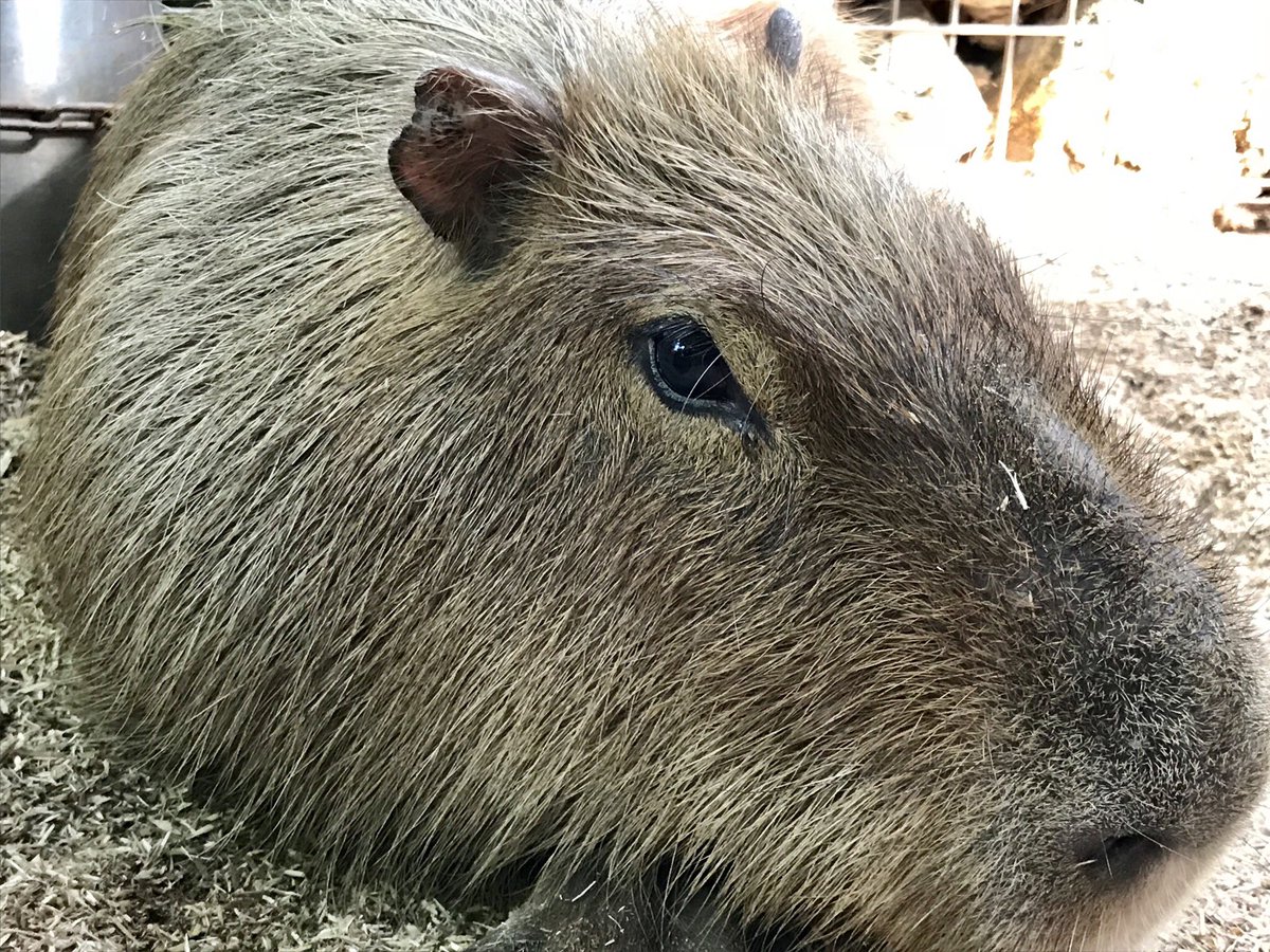 まみもこ (@mami_moco) | Twitter