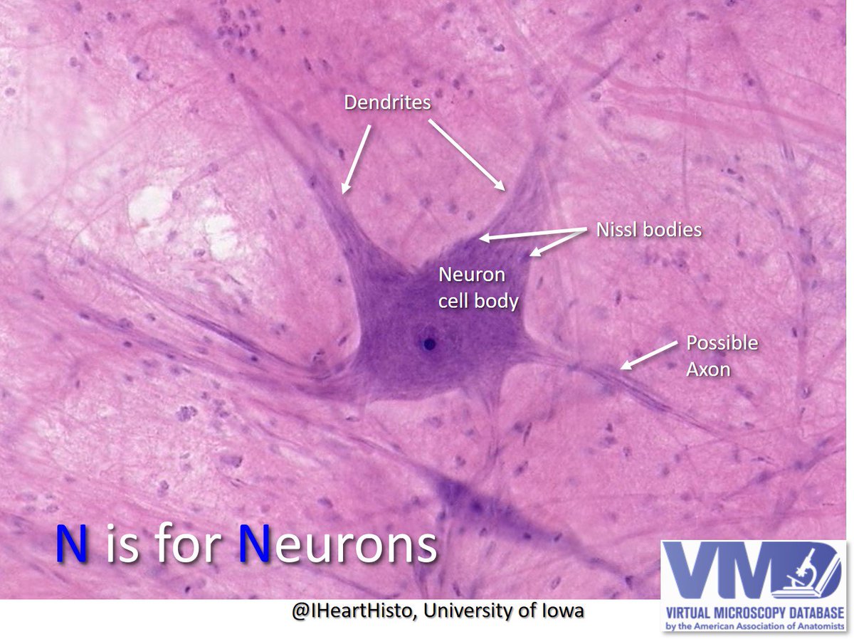 Neuron Histology Nissl
