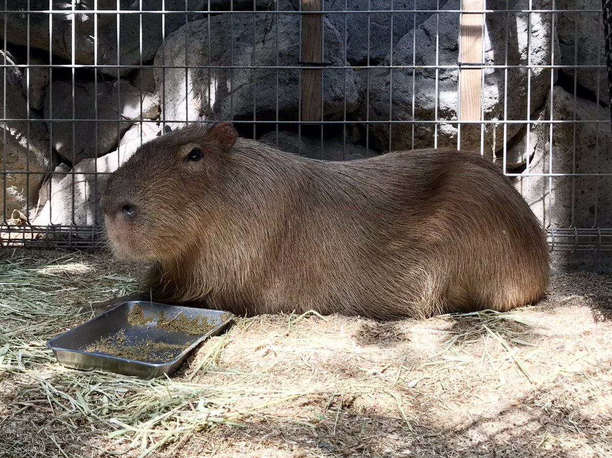 まみもこ (@mami_moco) | Twitter