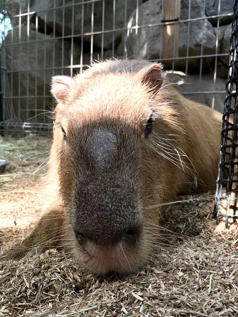 まみもこ (@mami_moco) | Twitter