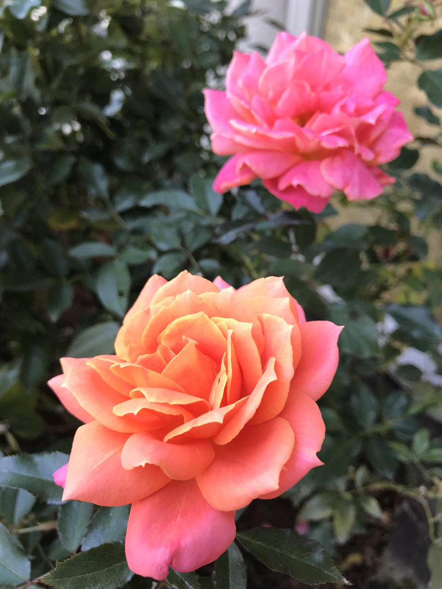 まみもこ (@mami_moco) | Twitter