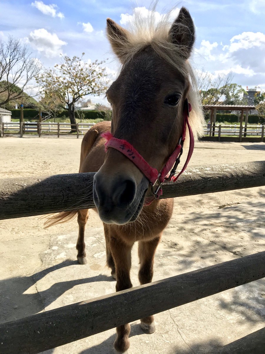 まみもこ (@mami_moco) | Twitter