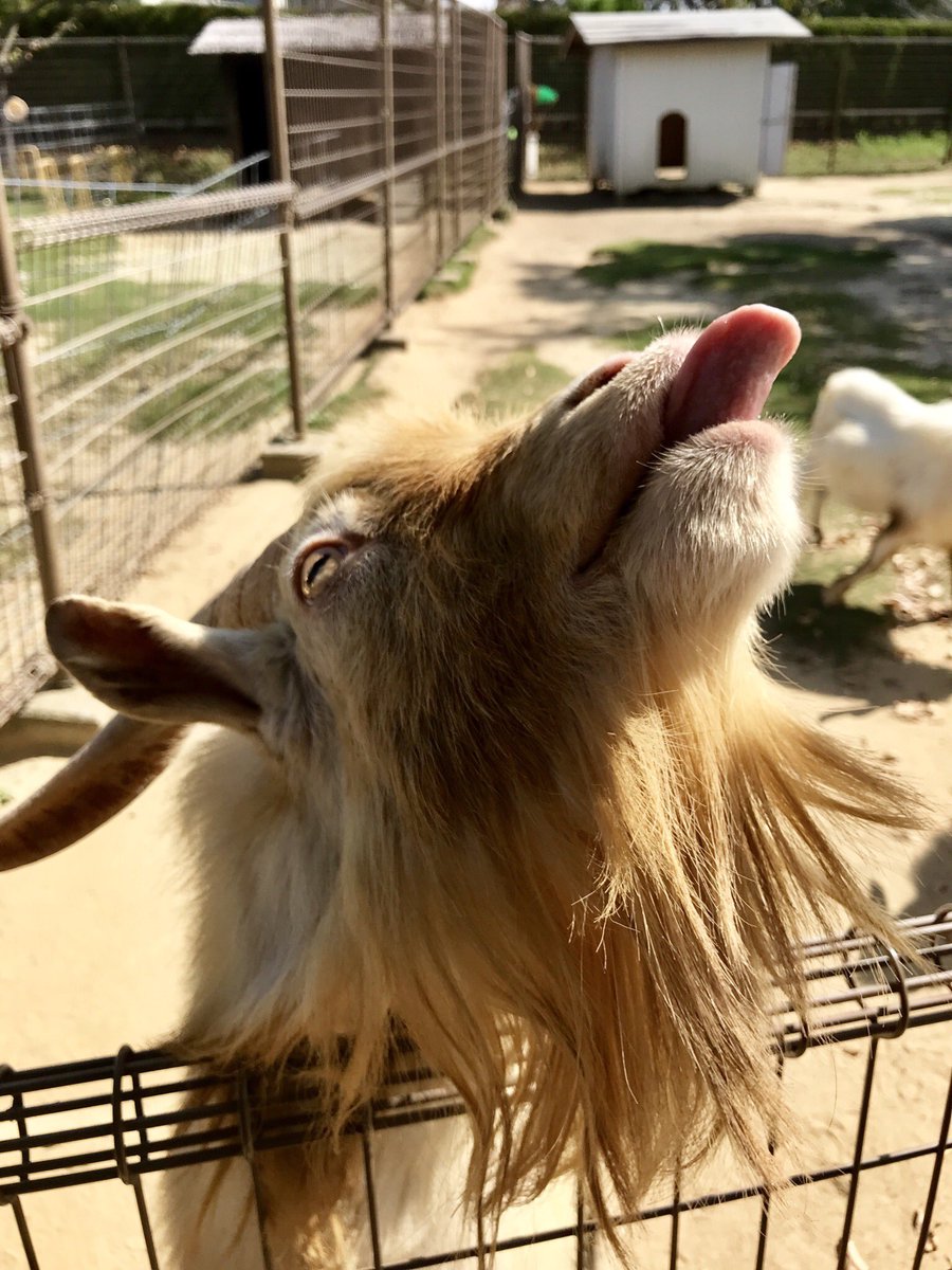 まみもこ (@mami_moco) | Twitter