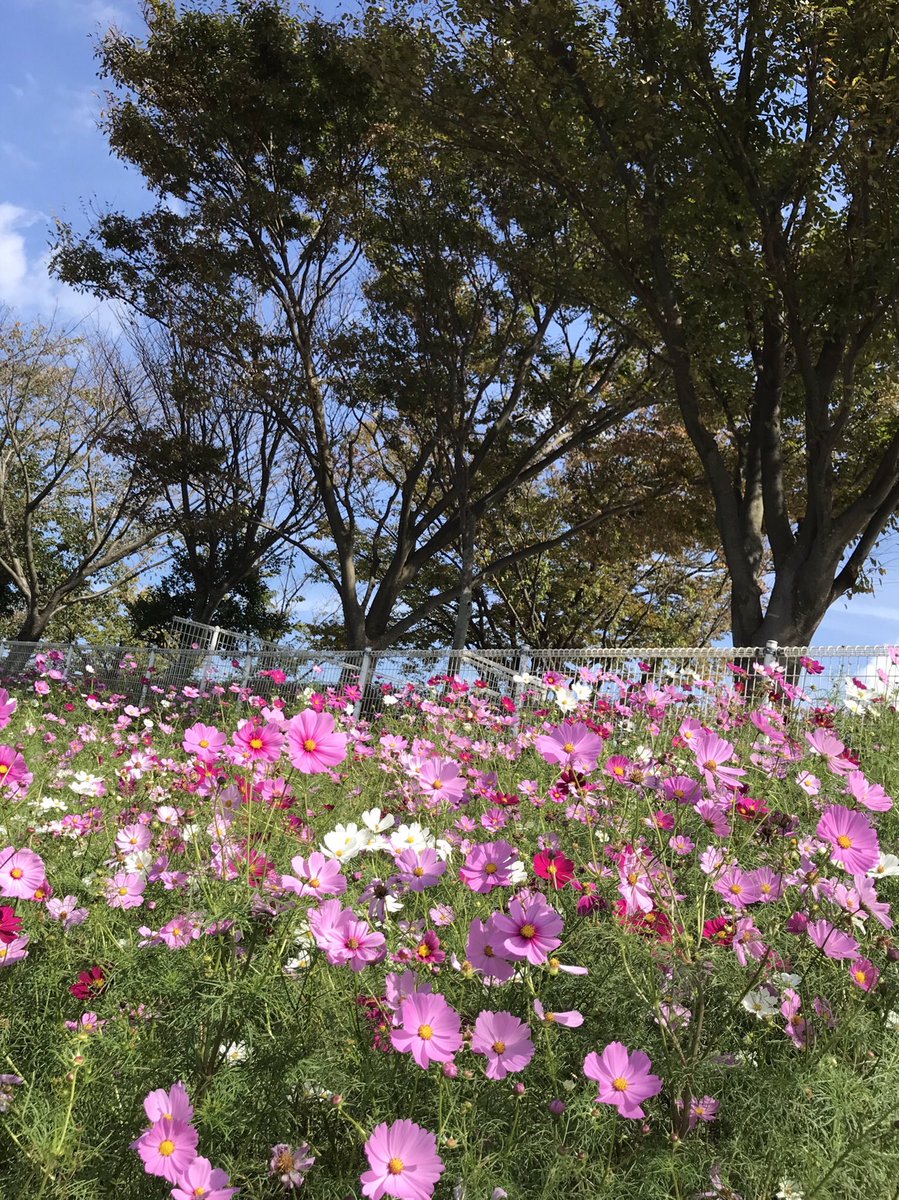 まみもこ (@mami_moco) | Twitter