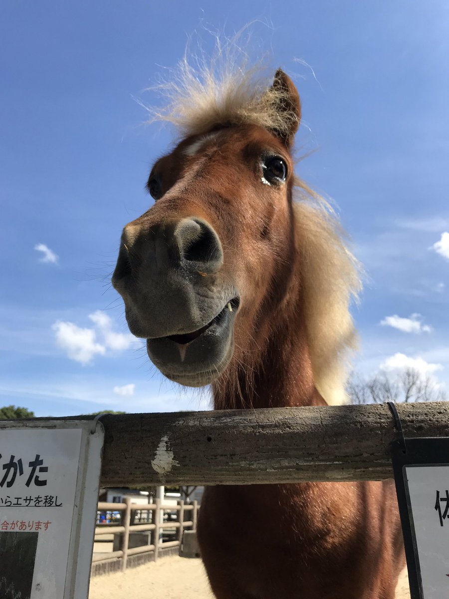 まみもこ (@mami_moco) | Twitter