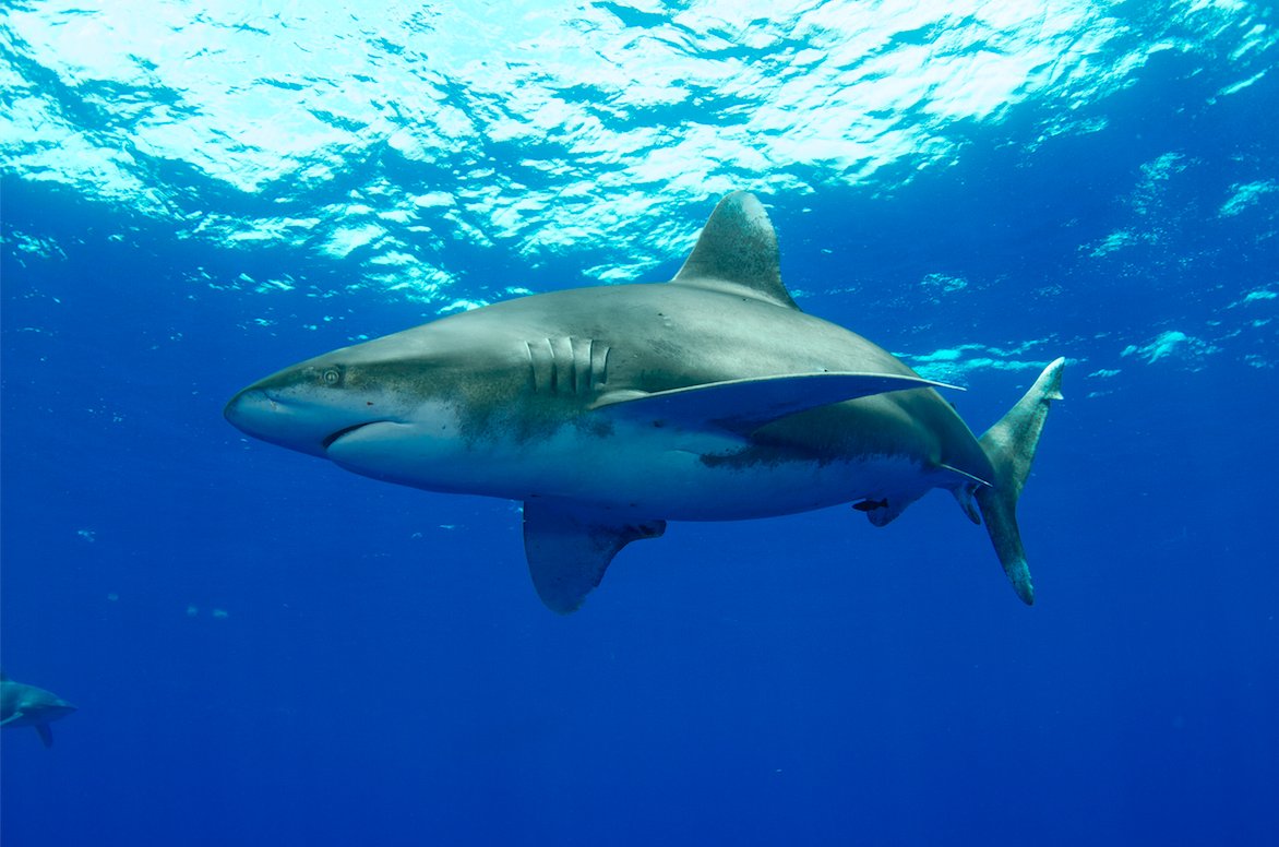 10 best Twitter @lewispugh images on Pholder | There are no shark ...