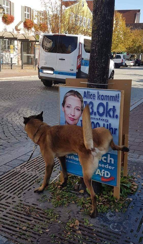 Braver Hund! : r/AFD