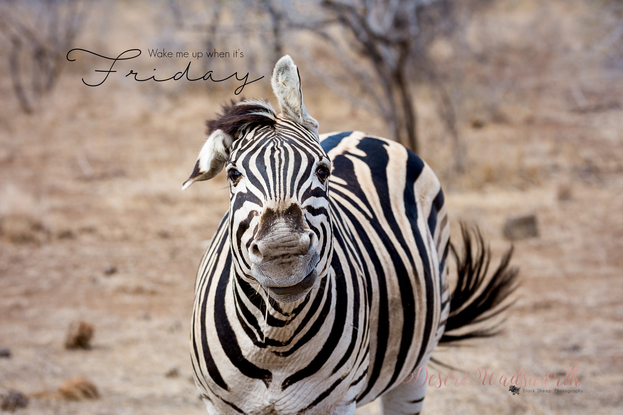 Goofy Zebra